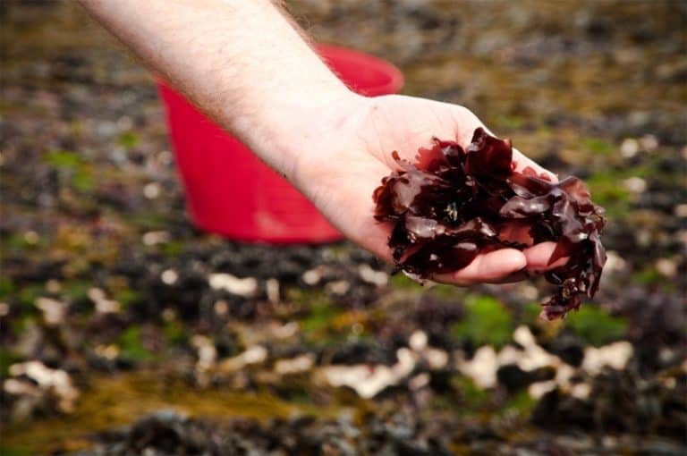 Organic Seaweed Dulse Dillisk - Irish Seaweed Products - AlgAran